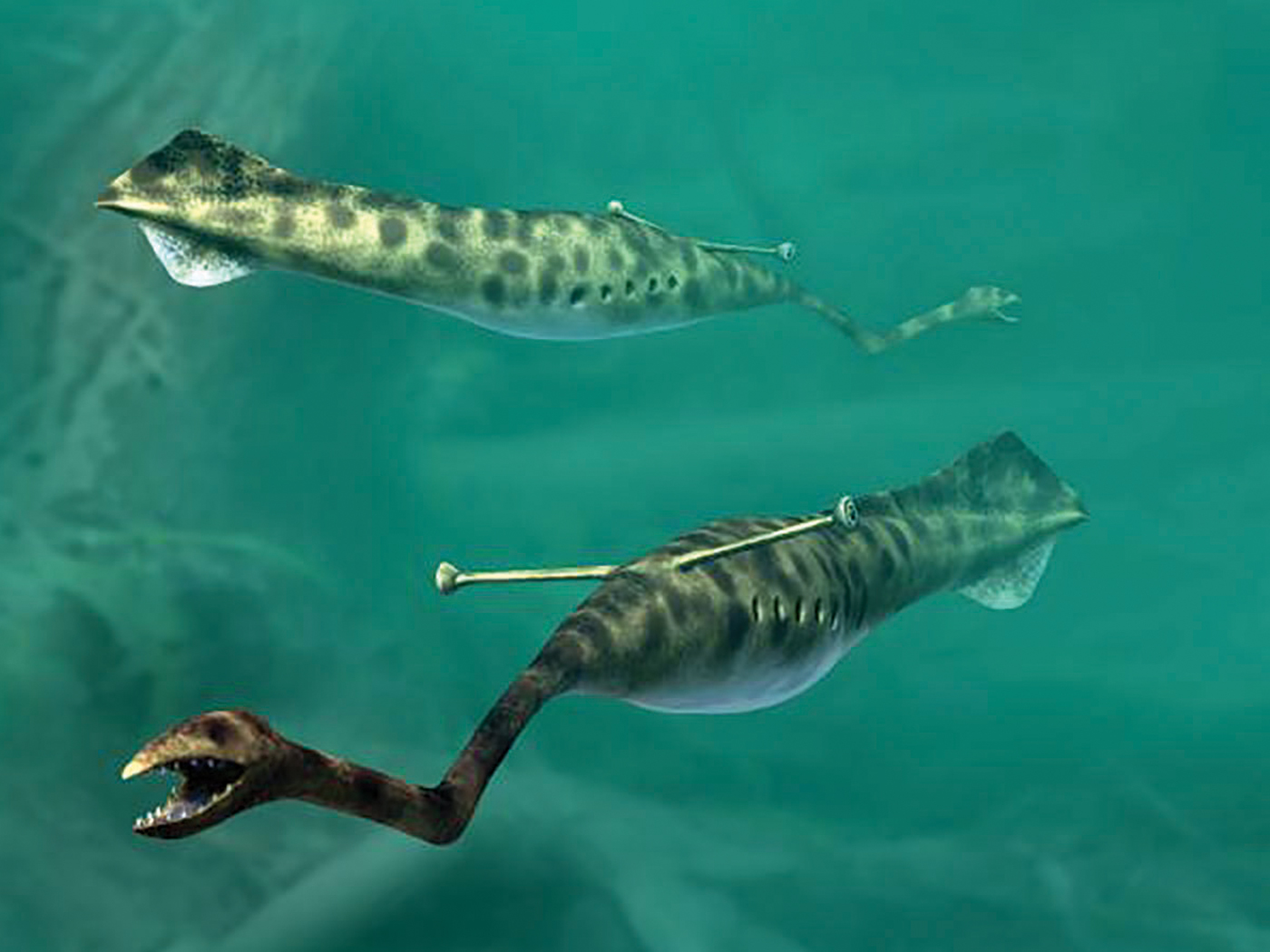 Tully Monster Has the Last Laugh on Evolution | The Institute for Creation Research
